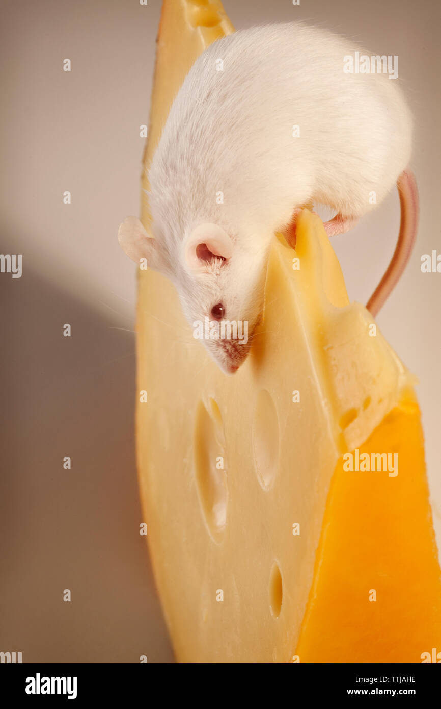Mouse eating cheese hi-res stock photography and images - Alamy