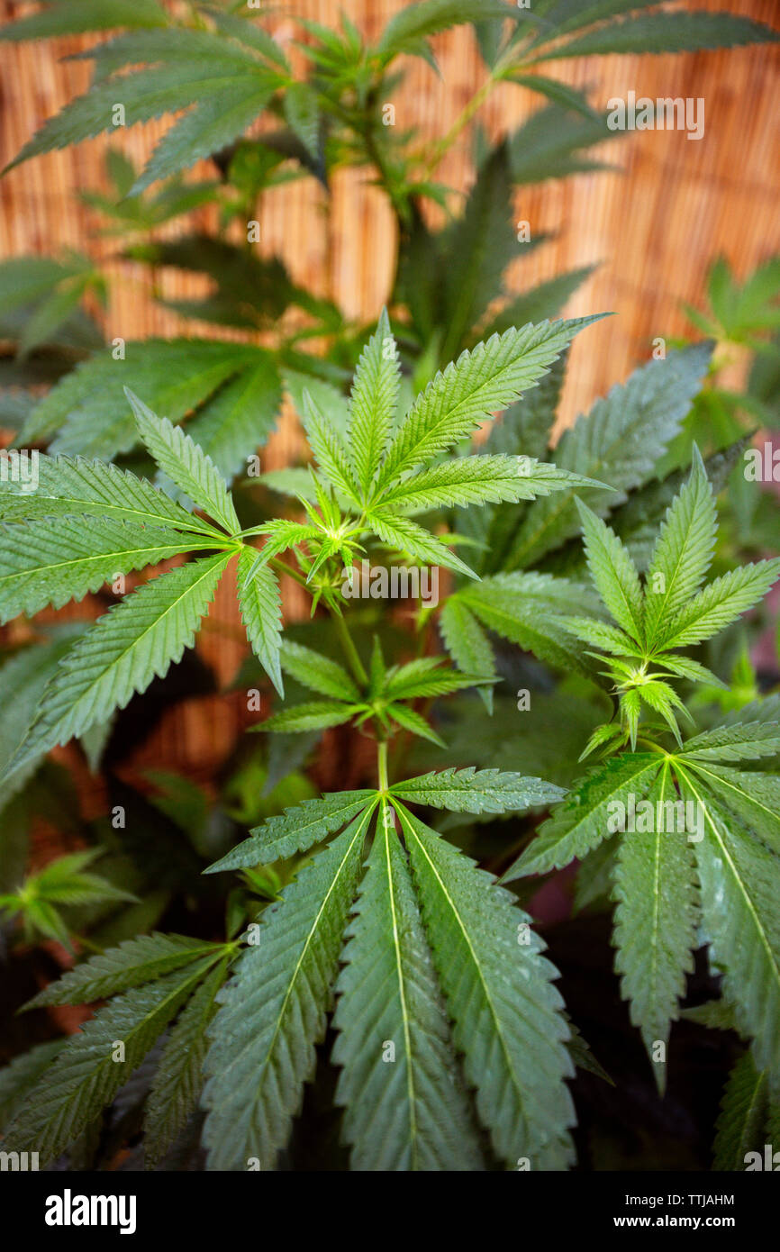 High angle view of cannabis plant growing outdoors Stock Photo - Alamy