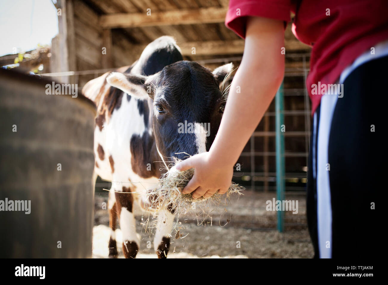 Man with cow hi-res stock photography and images - Alamy