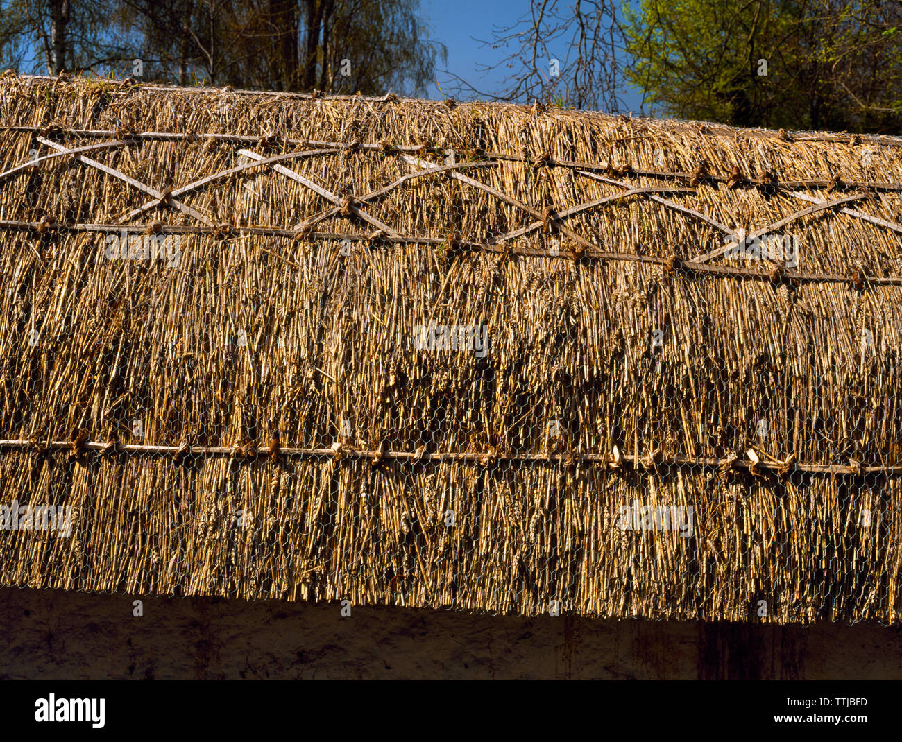 Hazel sways hi-res stock photography and images - Alamy