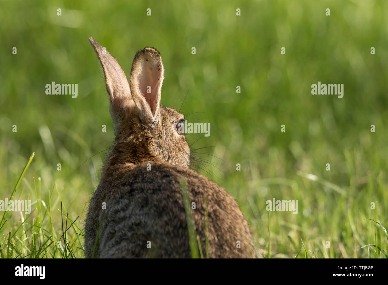 Rabbit Rear View High Resolution Stock Photography and Images - Alamy