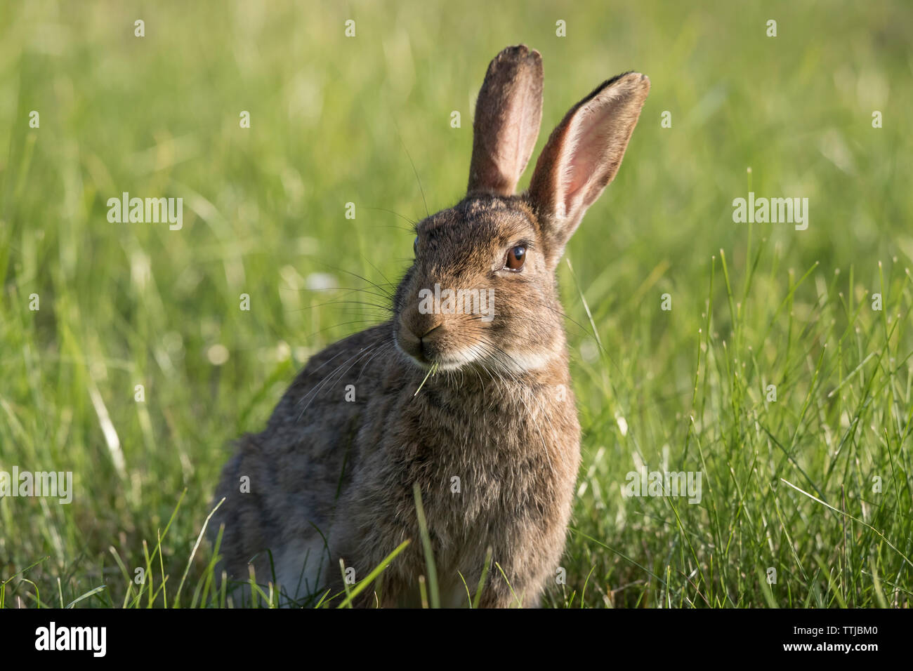 Detailed front close up of alert, wild, UK rabbit (Oryctolagus ...