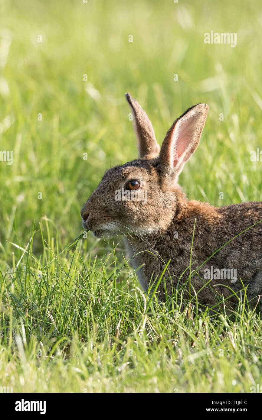 Detailed, close-up side view of a wild British rabbit (Oryctolagus ...