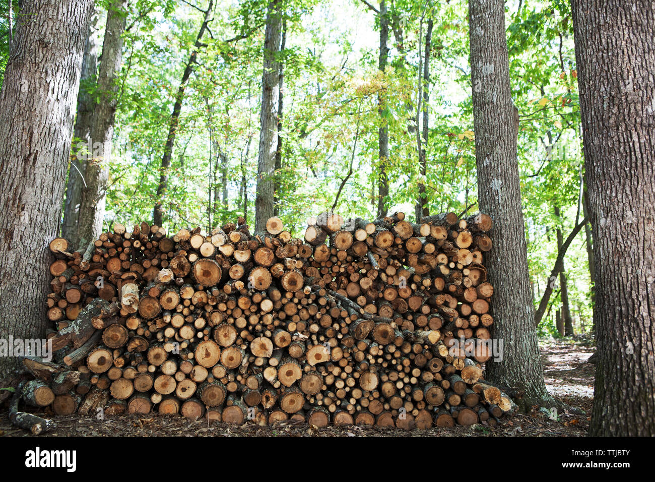 Firewood in forest hi-res stock photography and images - Alamy