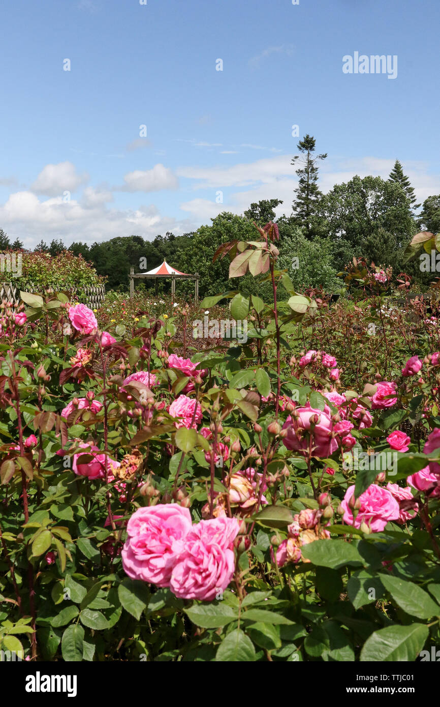 Rose balling dixon park hi-res stock photography and images - Alamy