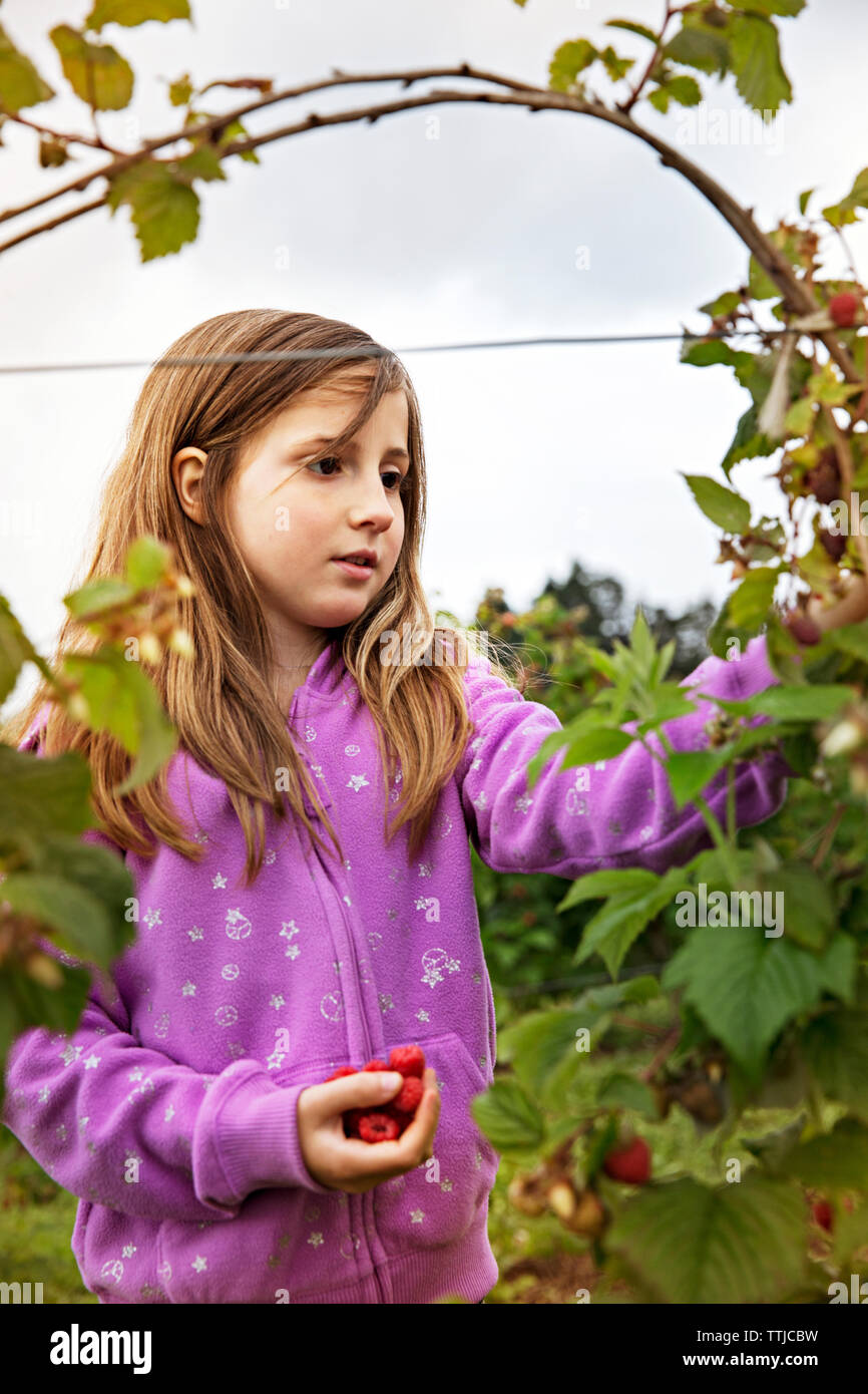 Girl picking raspberries in farm Stock Photo - Alamy