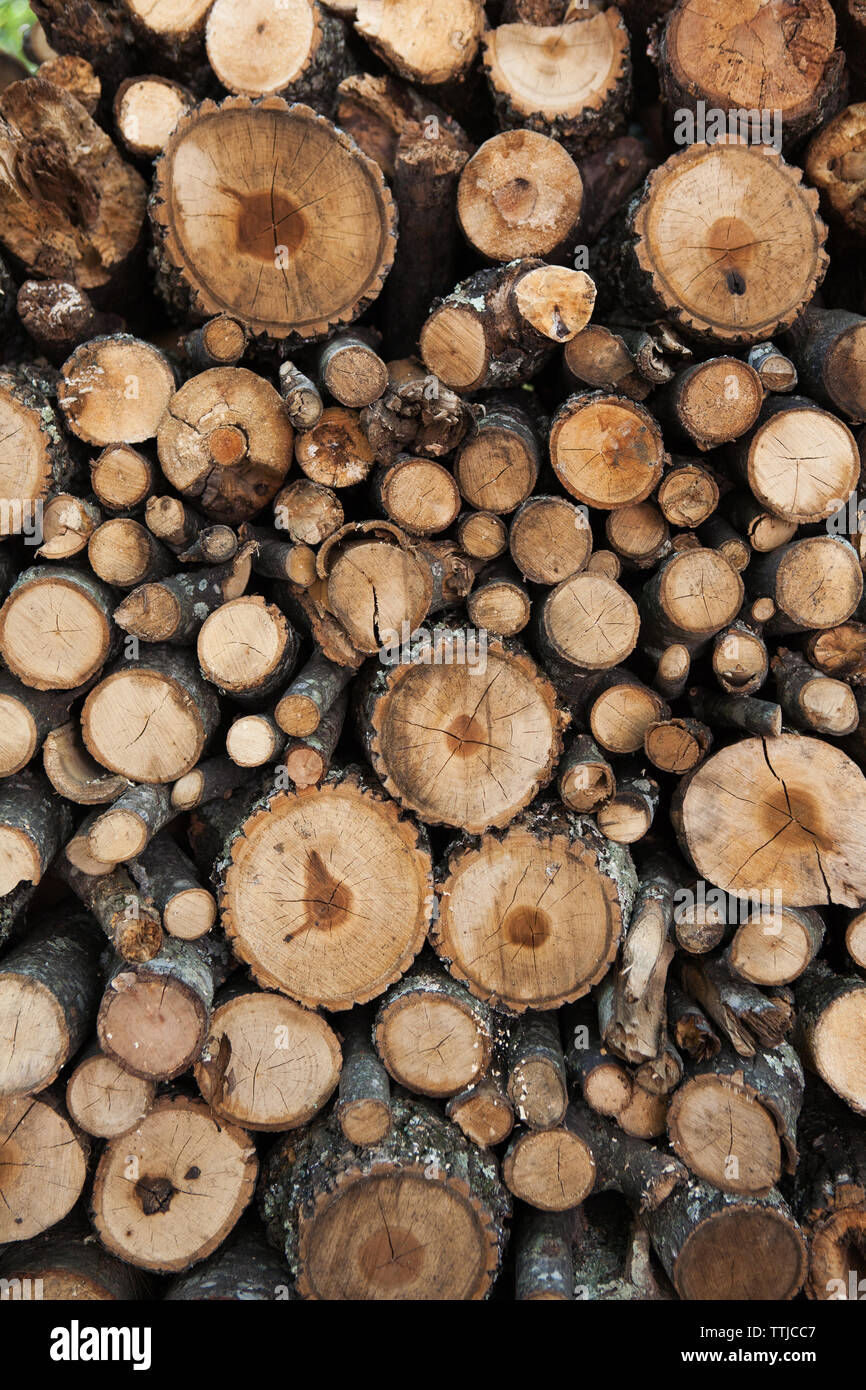 Firewood in forest hi-res stock photography and images - Alamy