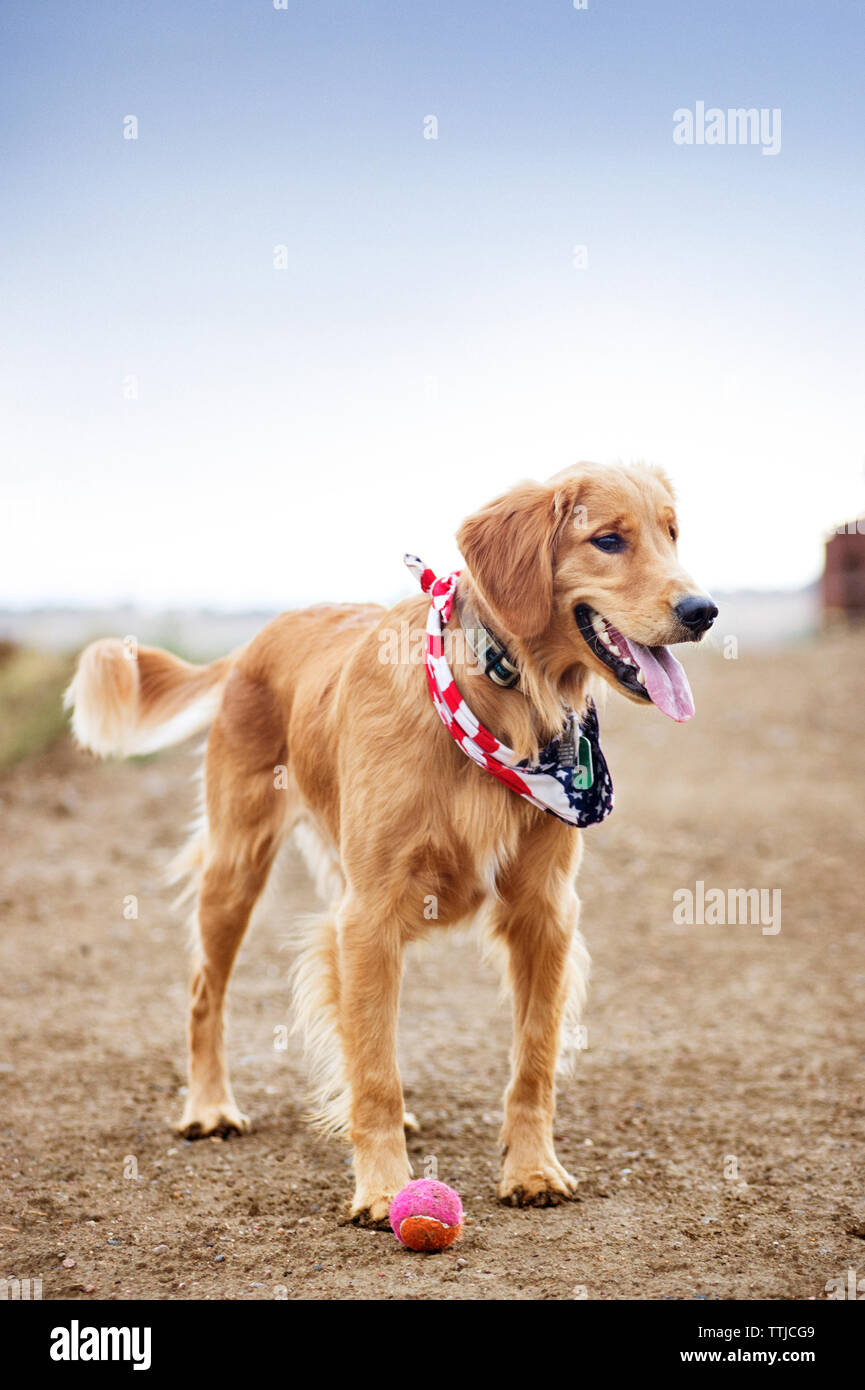 Golden retriever golden retriever dog standing and looking away hi-res ...