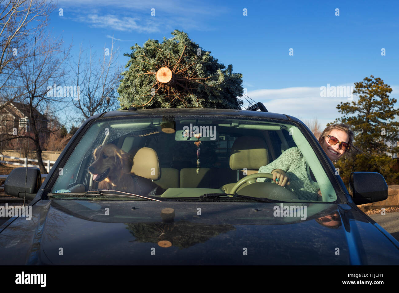 Dog golden retriever carrying tree hi-res stock photography and images ...