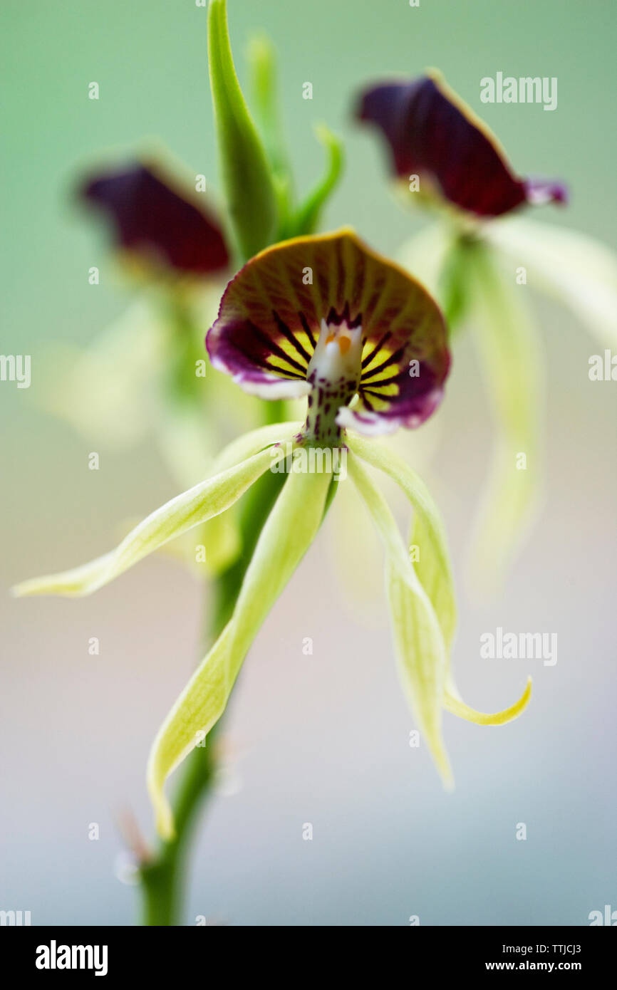 Close up fresh stem hi-res stock photography and images - Alamy