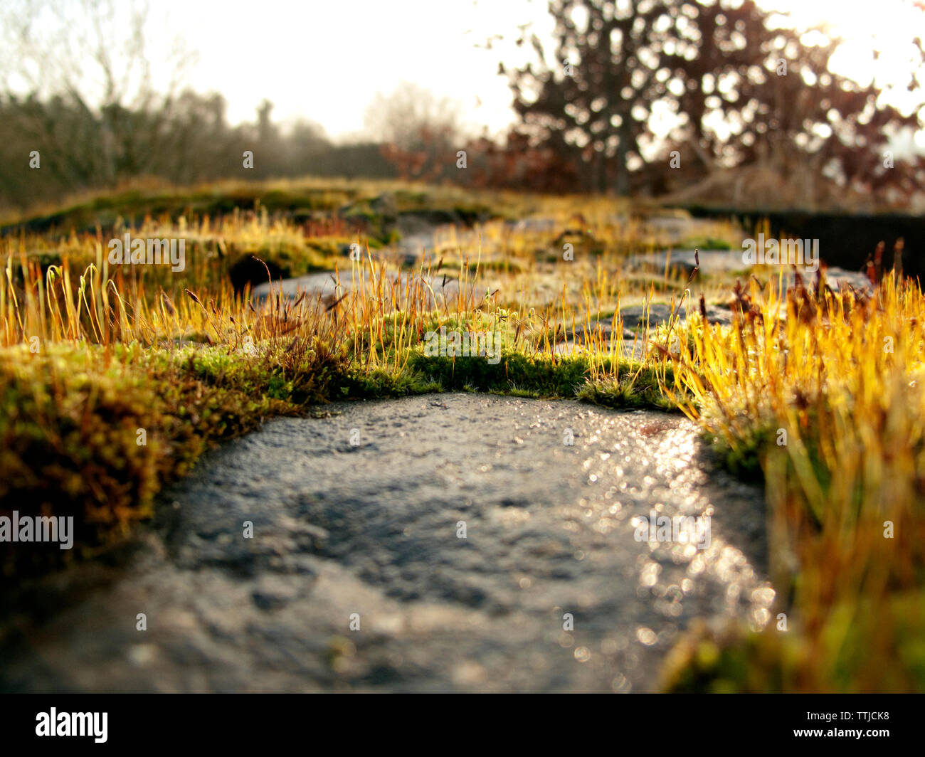 Close-up of moss and grass growing on rock Stock Photo - Alamy