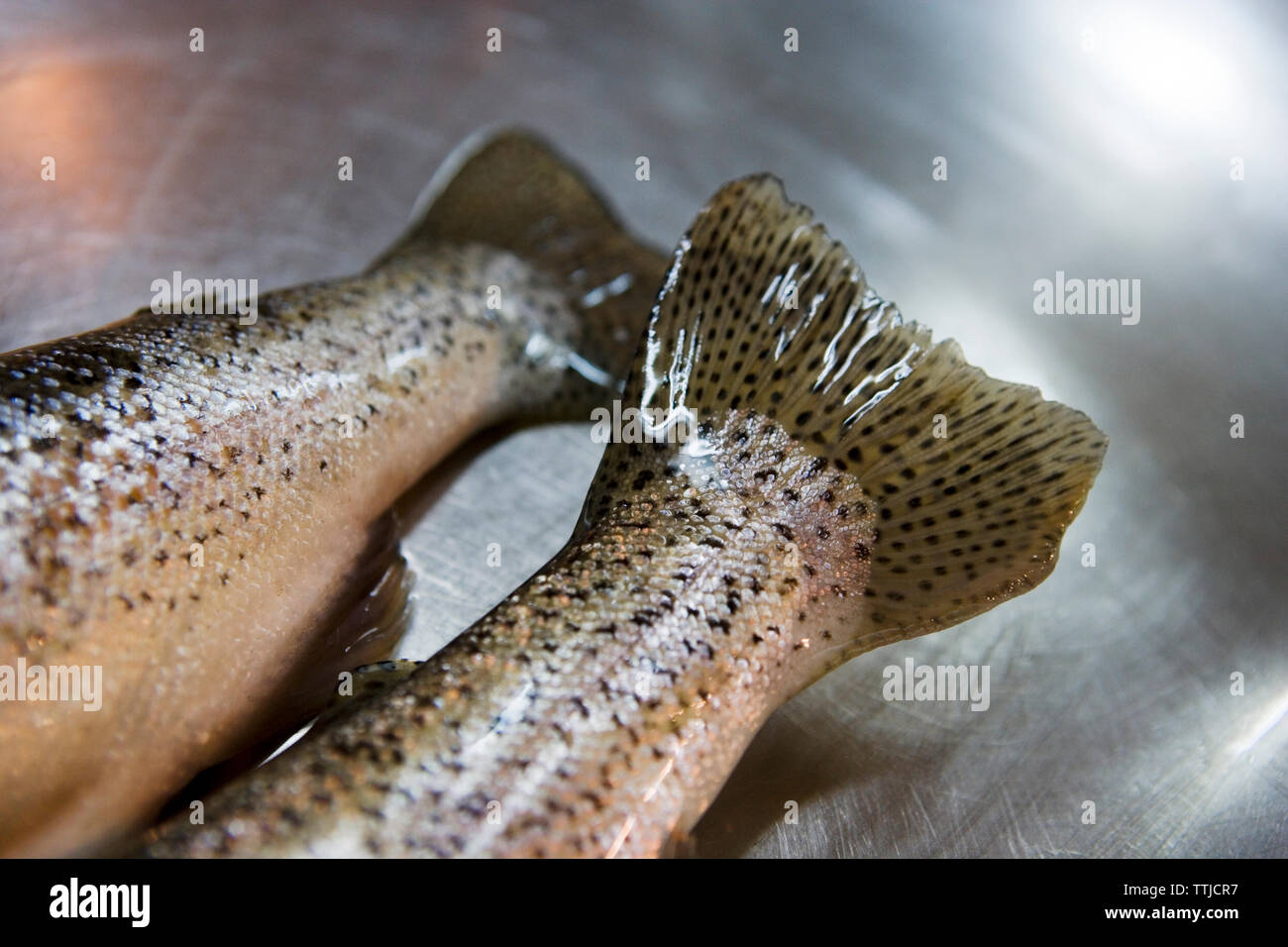 Dead fishes water hi-res stock photography and images - Alamy