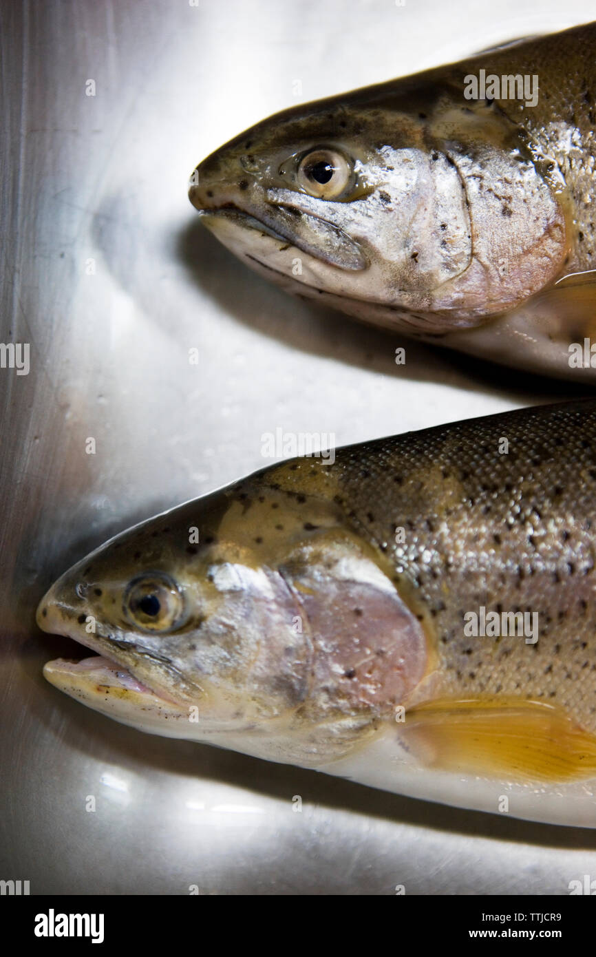 Dead plate hi-res stock photography and images - Alamy