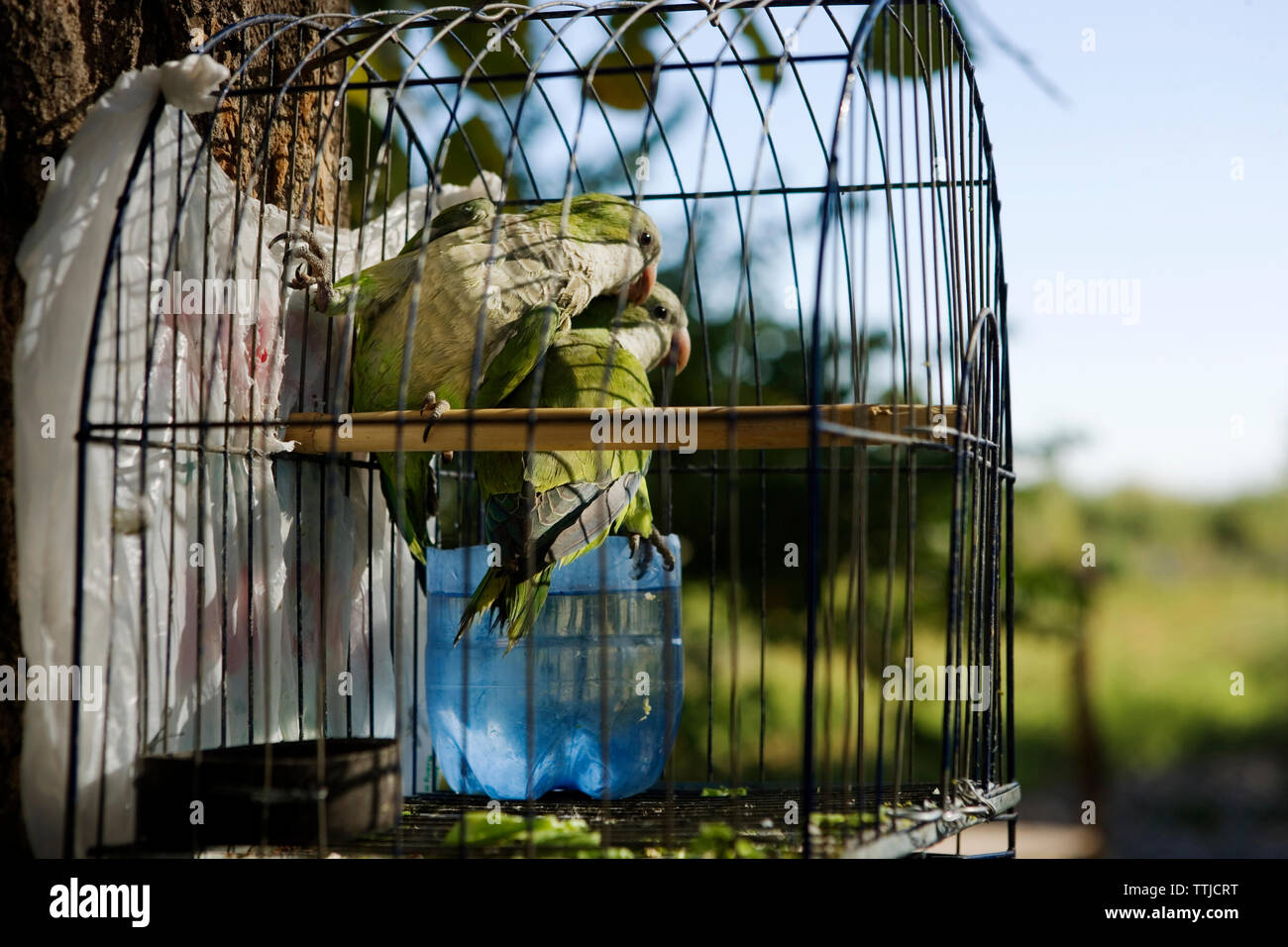 Close-up of parrots in cage Stock Photo - Alamy