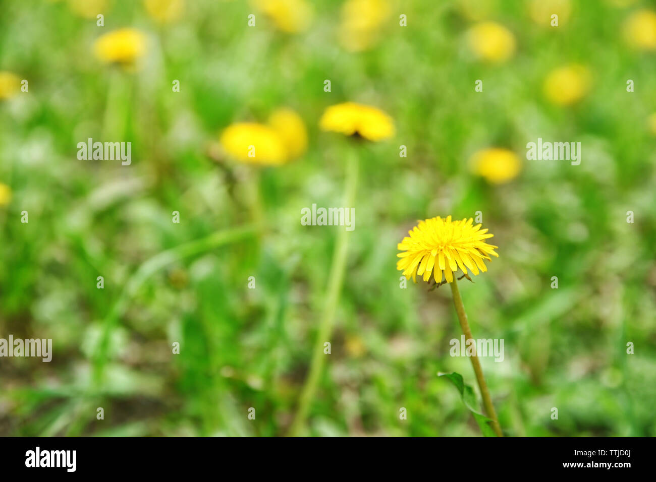 Dandelion flowers on blurred background Stock Photo - Alamy