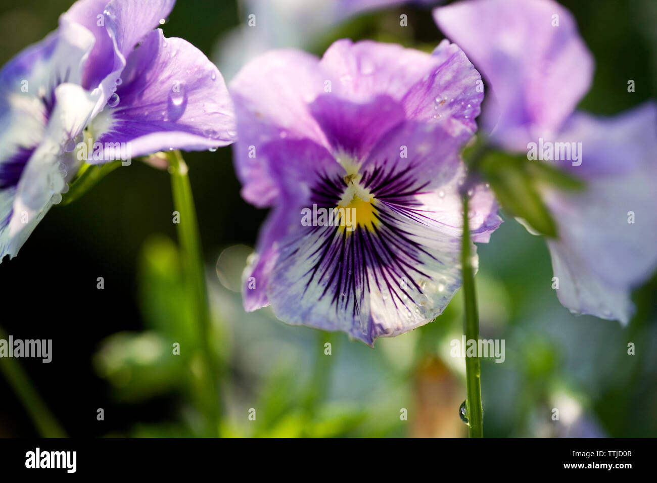 Close-up of pansy flower Stock Photo - Alamy