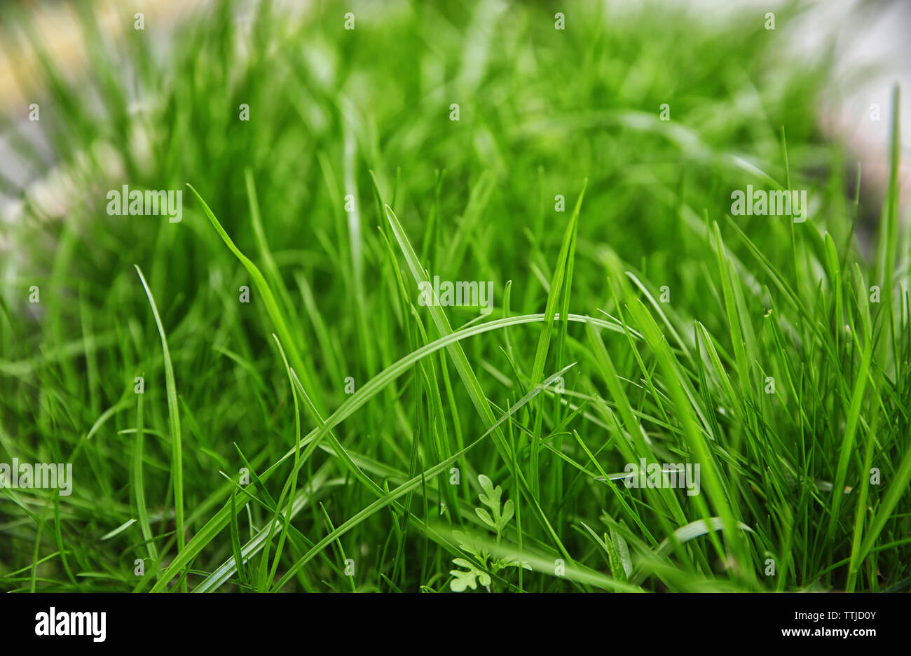 Fresh green grass closeup Stock Photo - Alamy