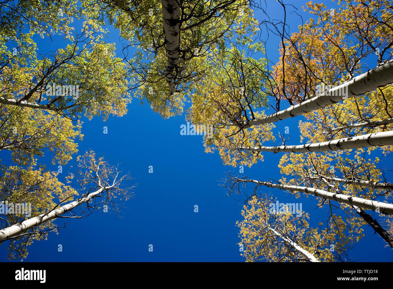 Directly below view of trees against clear blue sky Stock Photo - Alamy