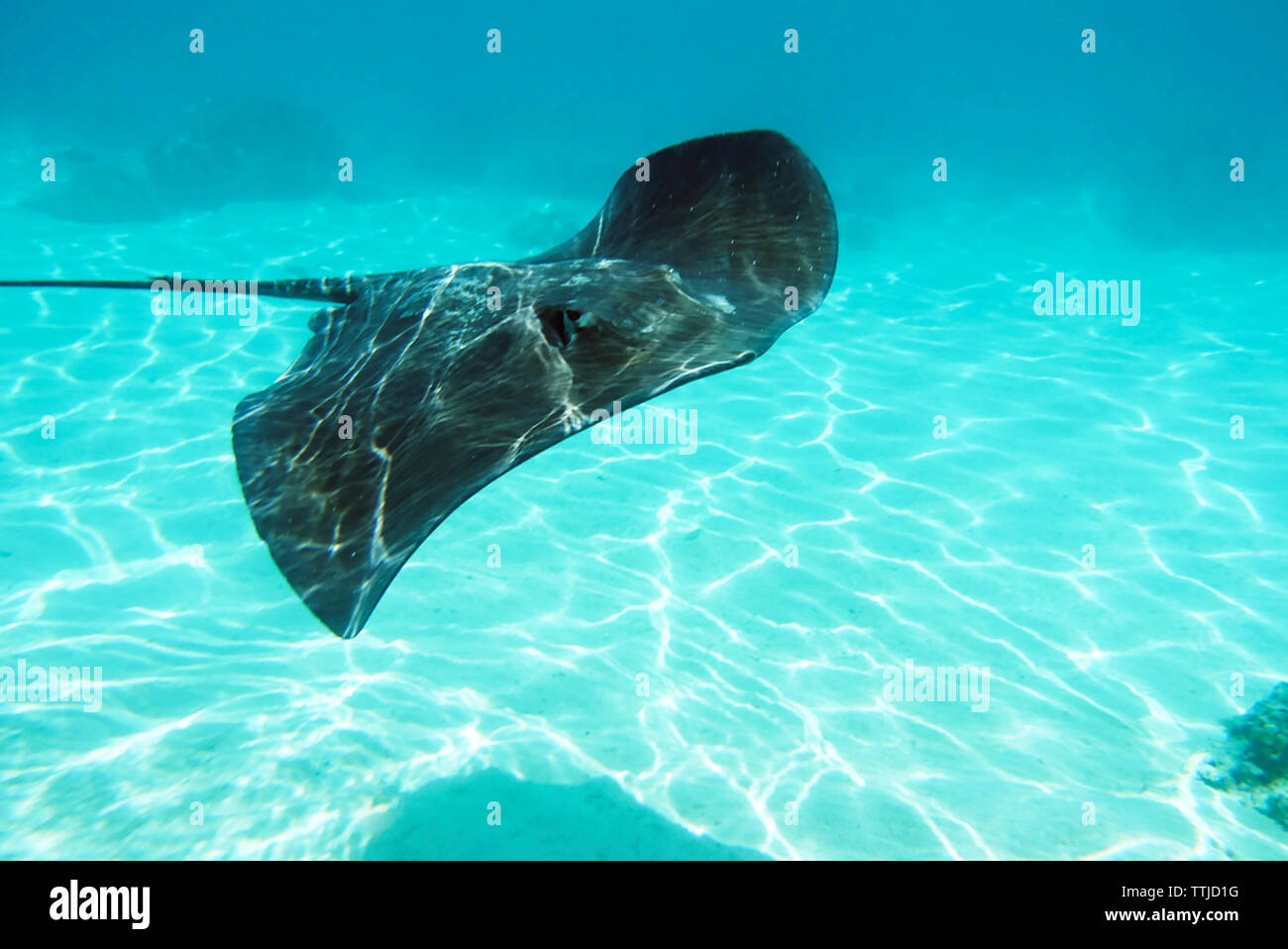 Stingray swimming in sea Stock Photo - Alamy