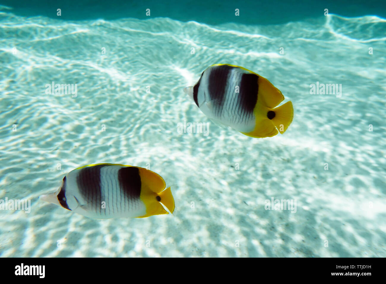 Full scene wildlife hi-res stock photography and images - Alamy