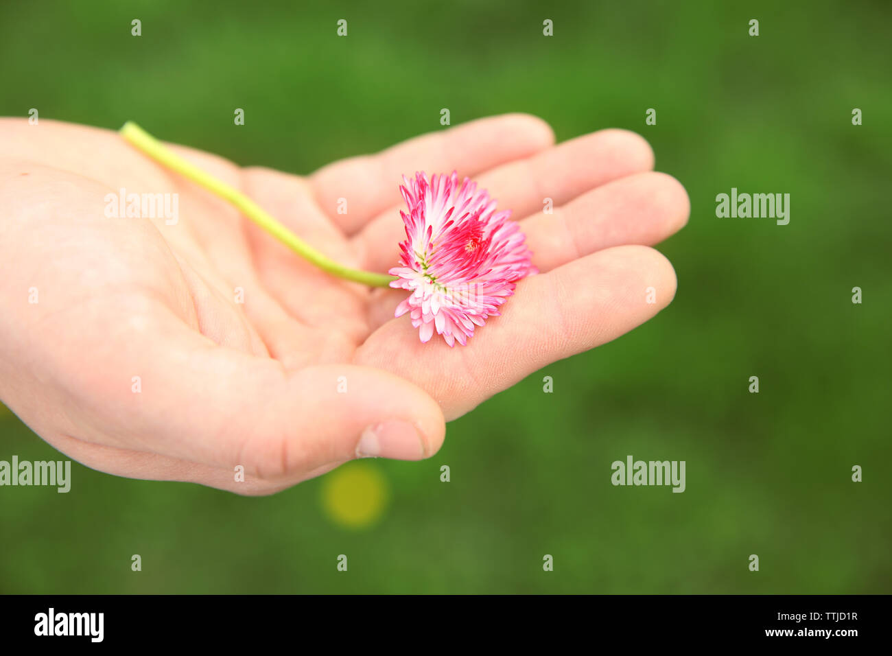 Male hand daisy on hi-res stock photography and images - Alamy