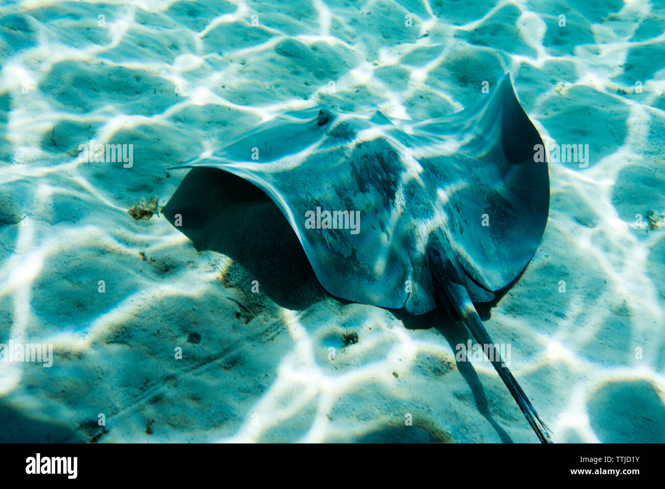 Stingray Ocean High Resolution Stock Photography and Images - Alamy