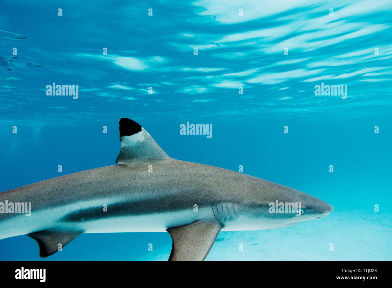 Shark underwater scene hi-res stock photography and images - Alamy