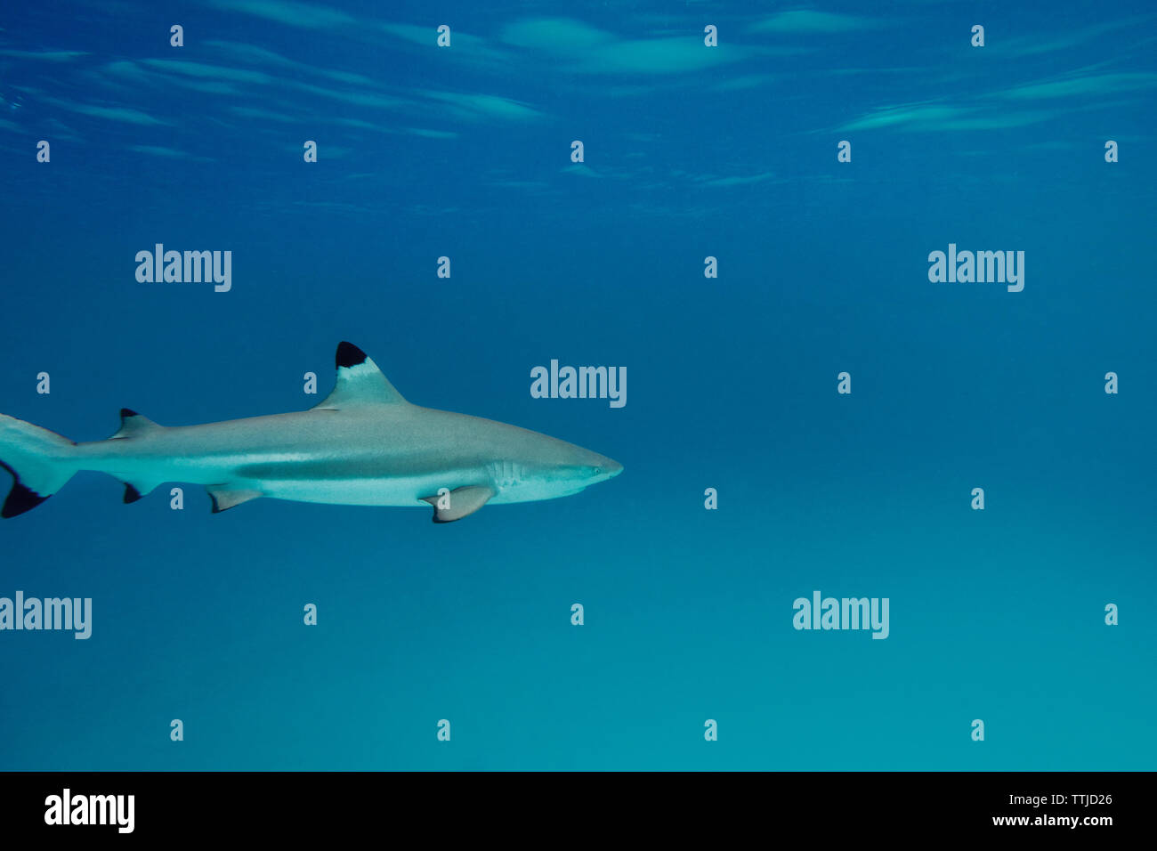 Side view of shark swimming undersea Stock Photo - Alamy
