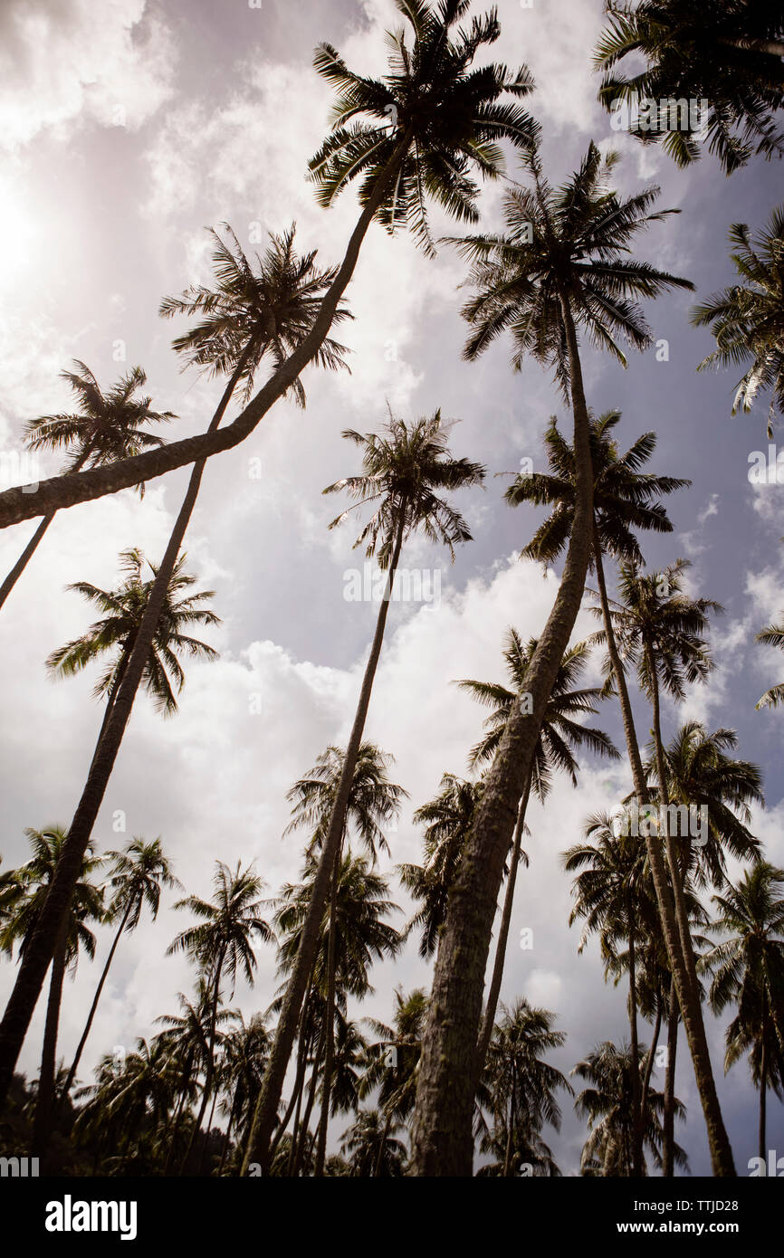 Low angle view of coconut palm trees against cloudy sky Stock Photo - Alamy