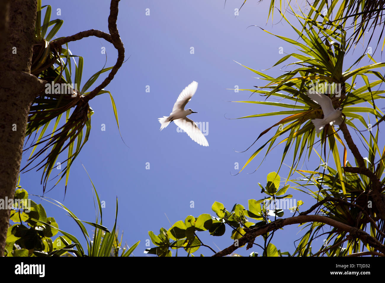 Low angle view of bird flying against clear sky Stock Photo - Alamy
