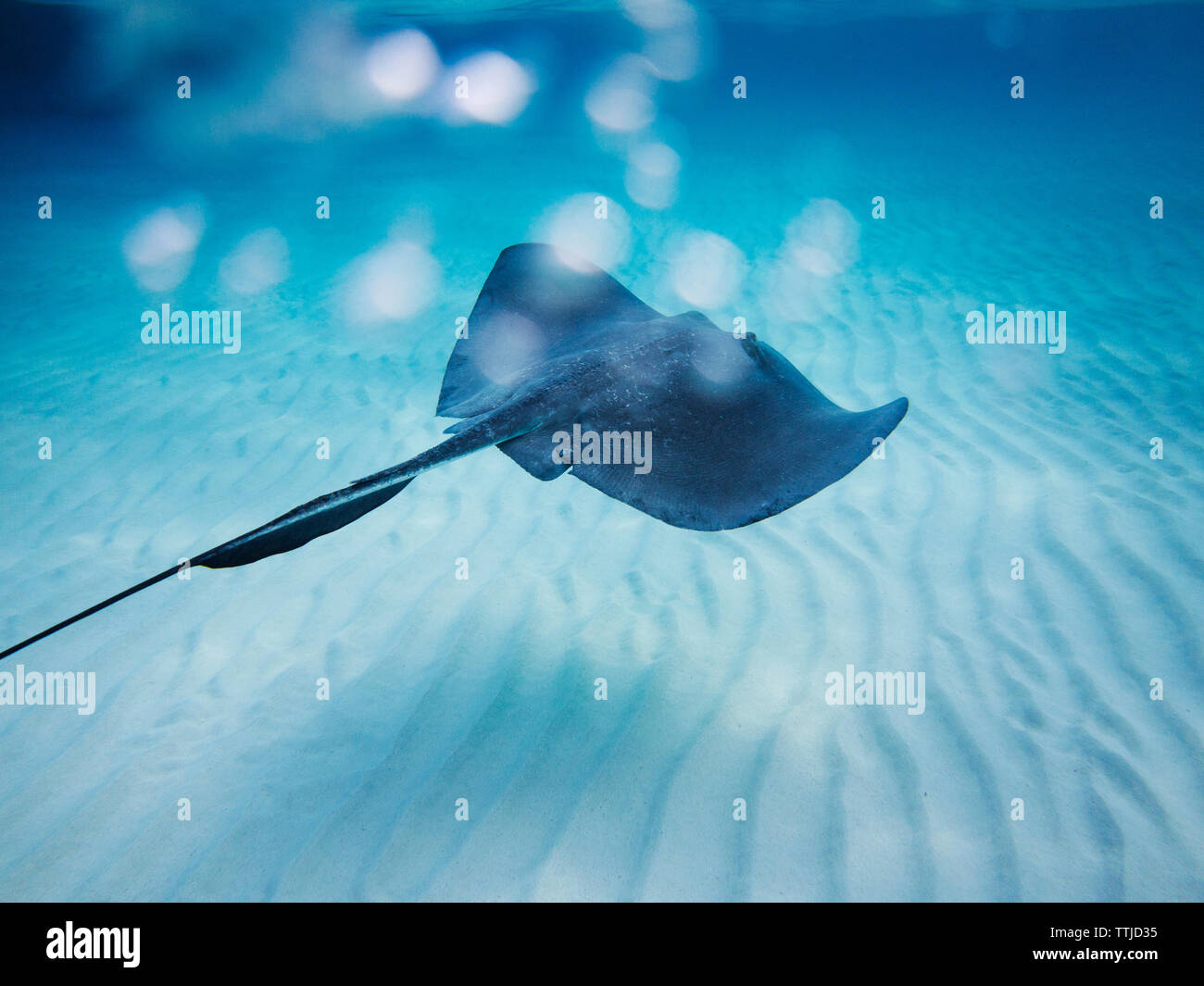 Stingray Ocean Stock Photos & Stingray Ocean Stock Images - Alamy