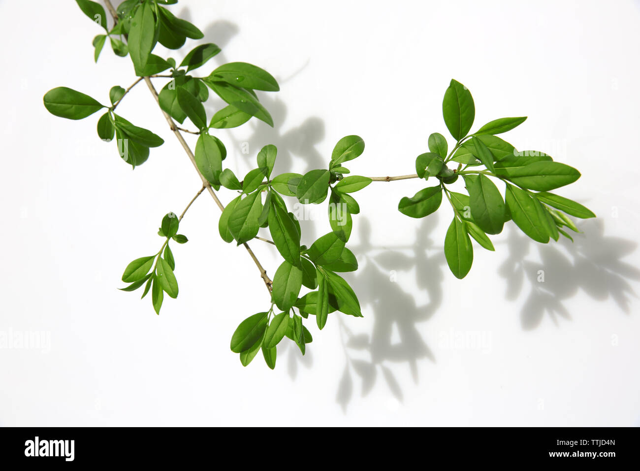 Twig of tree isolated on white Stock Photo - Alamy