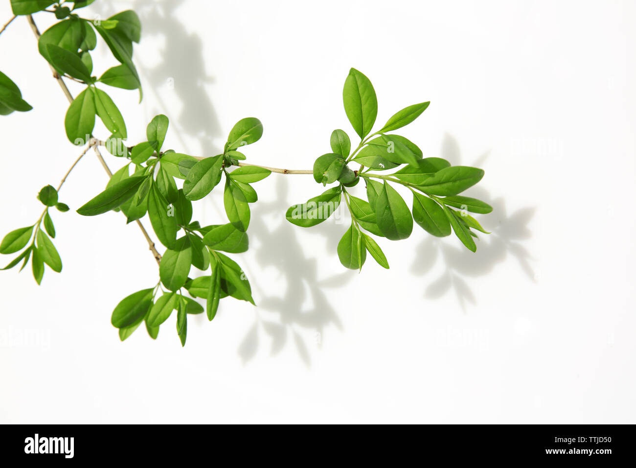 Twig of tree isolated on white Stock Photo - Alamy