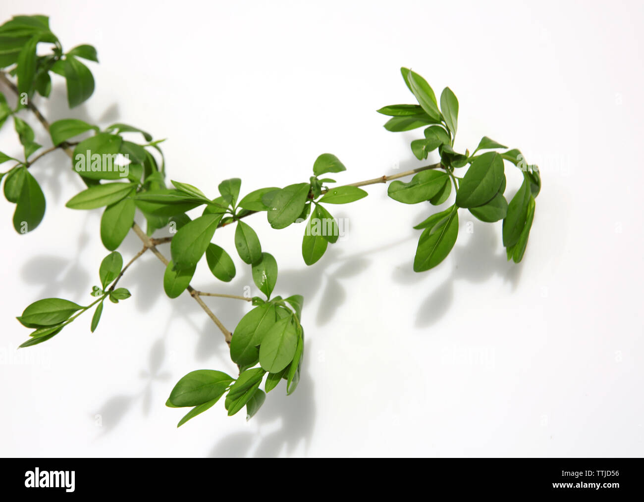 Twig of tree isolated on white Stock Photo - Alamy