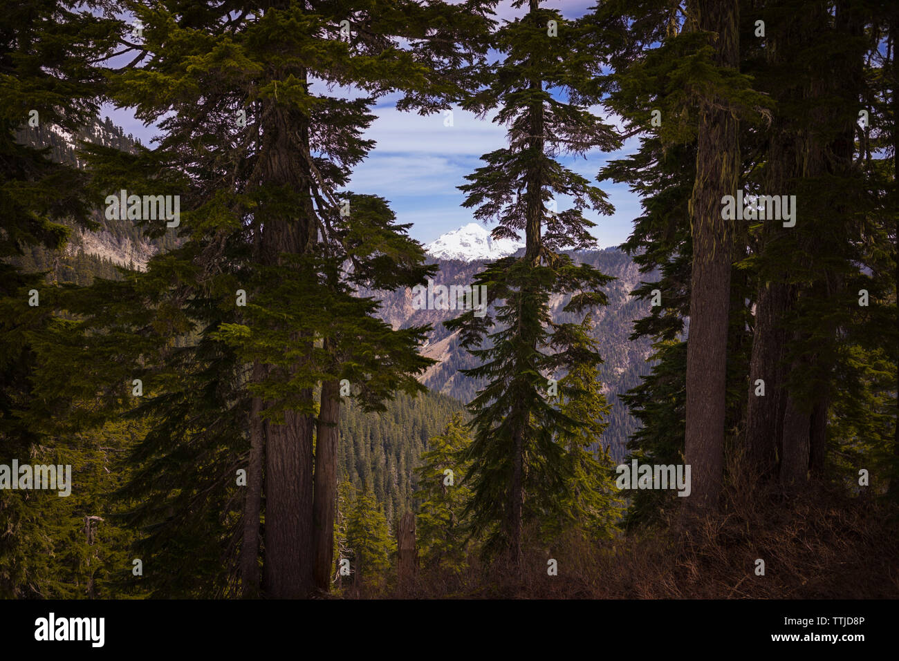 View through trees trunks hi-res stock photography and images - Alamy