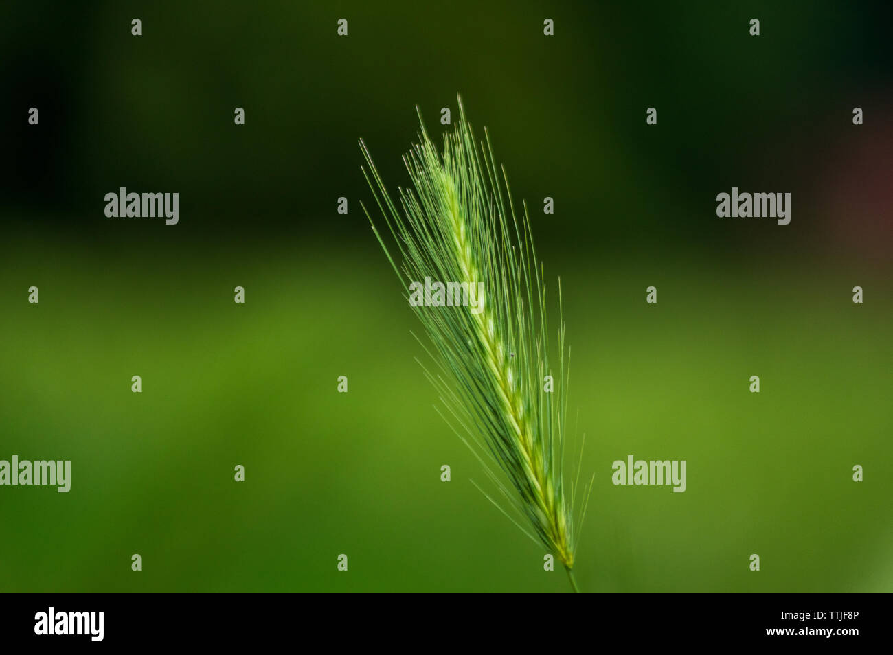 Murium hi-res stock photography and images - Alamy