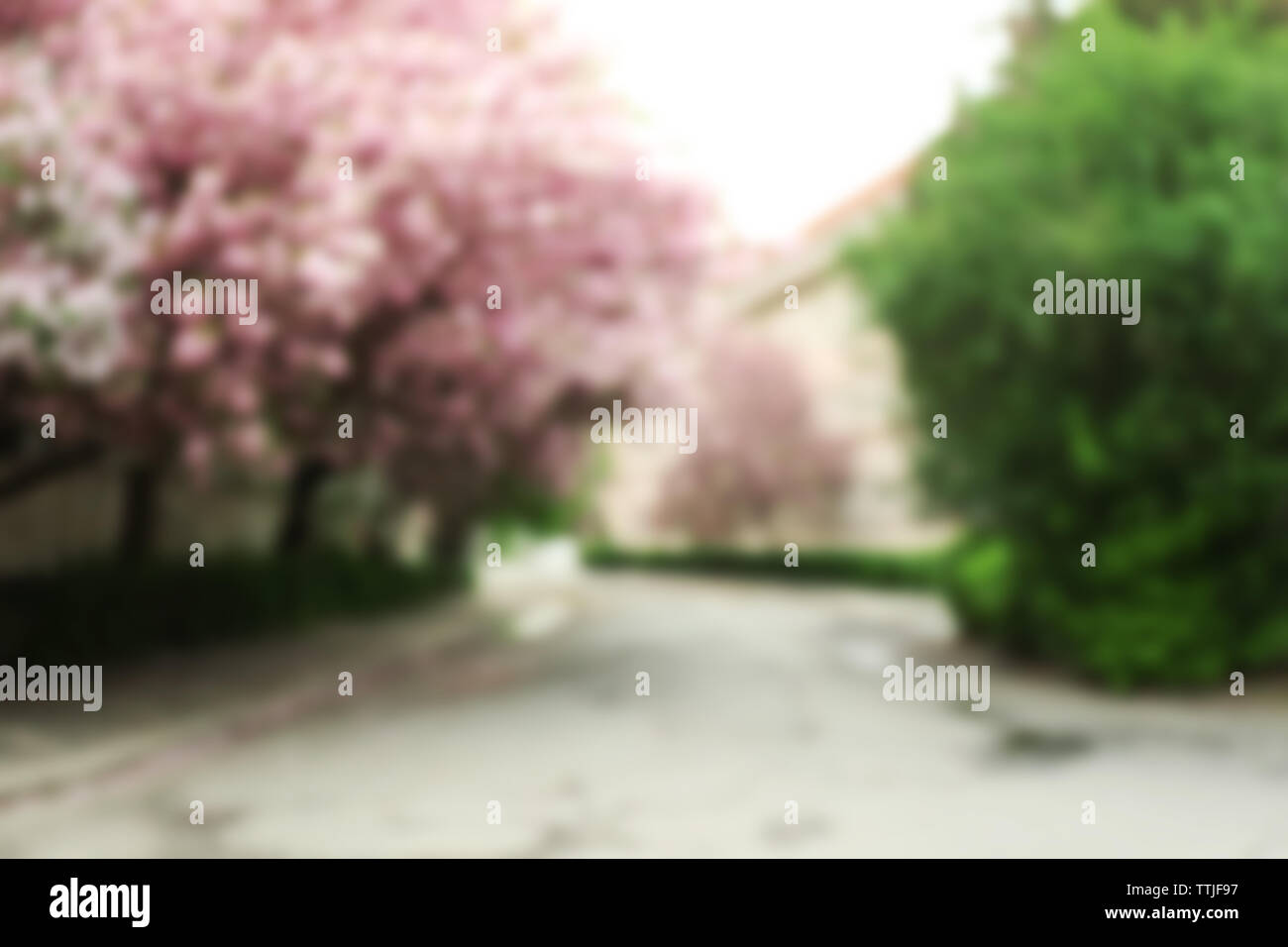 Blossoming pink sakura trees in the street Stock Photo - Alamy