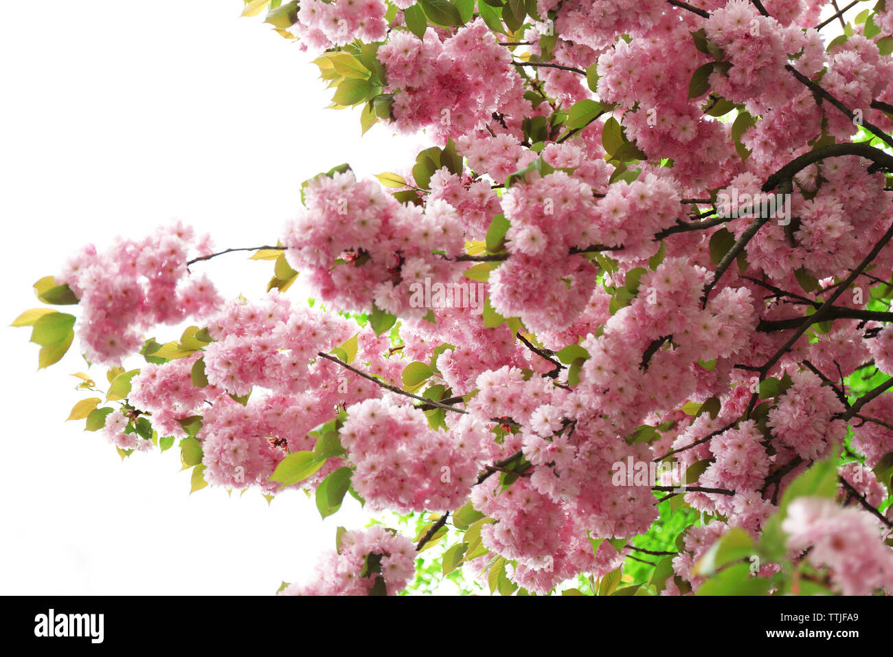 Sakura flowers on a spring day Stock Photo - Alamy