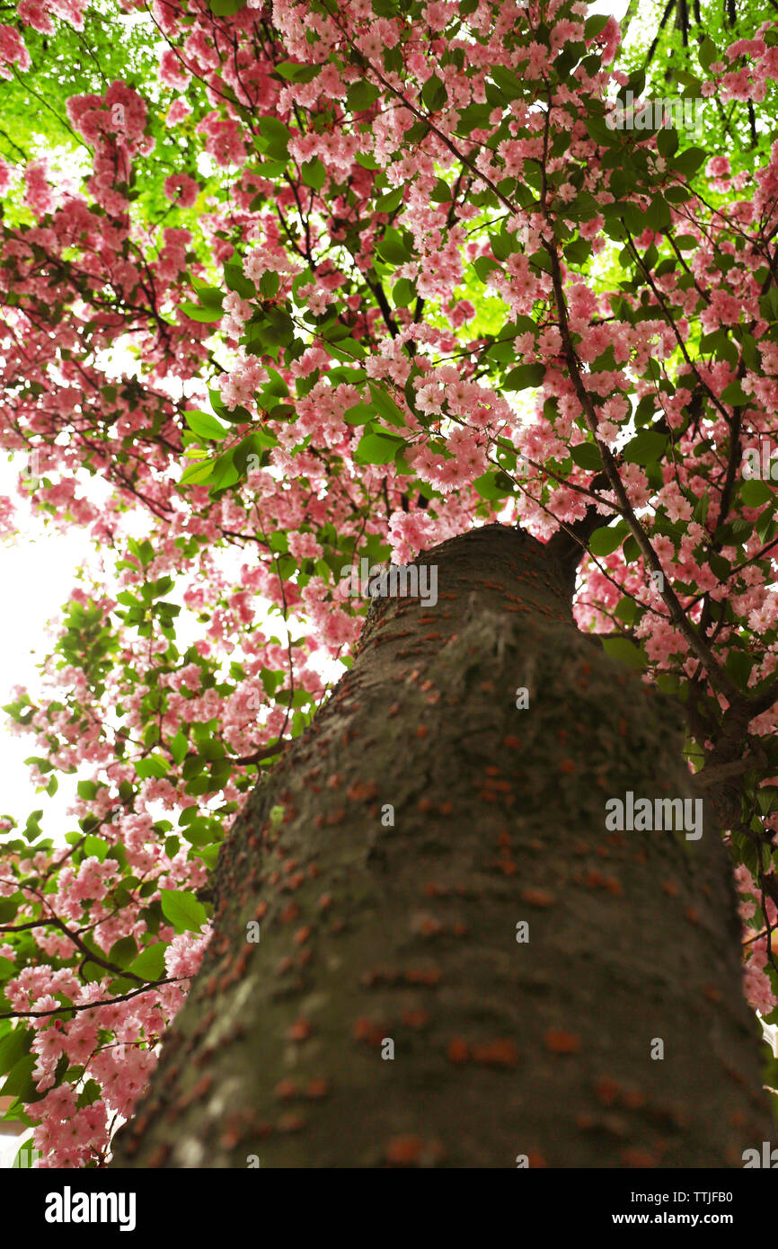 Blossoming pink sakura trees in the street Stock Photo - Alamy
