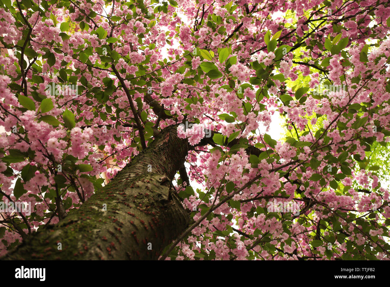 Blossoming pink sakura trees in the street Stock Photo - Alamy