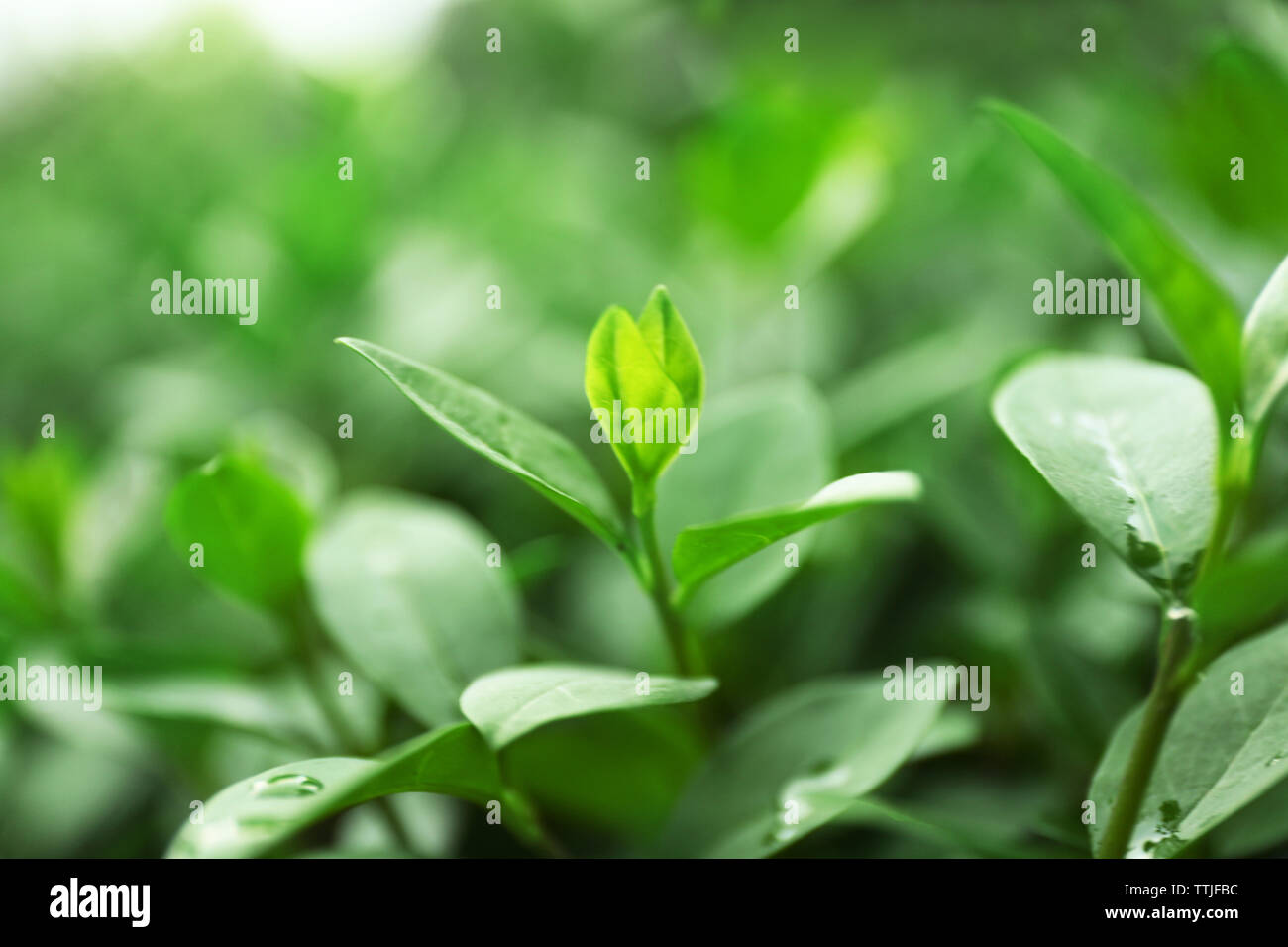 Green bushes outdoors Stock Photo - Alamy