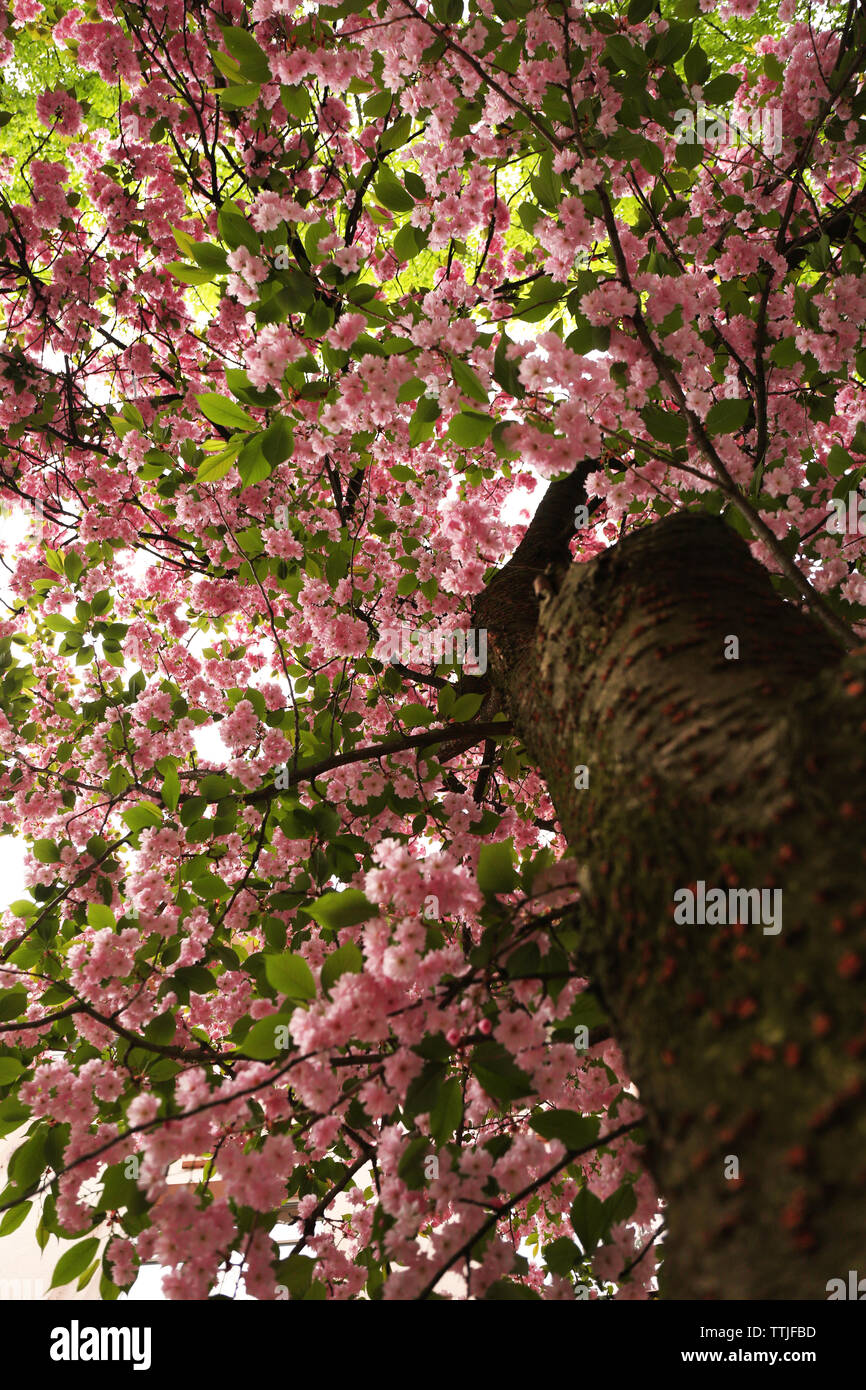 Blossoming pink sakura trees in the street Stock Photo - Alamy
