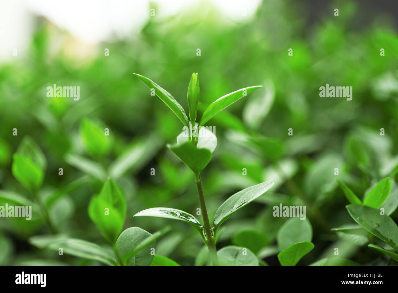 Green bushes outdoors Stock Photo - Alamy