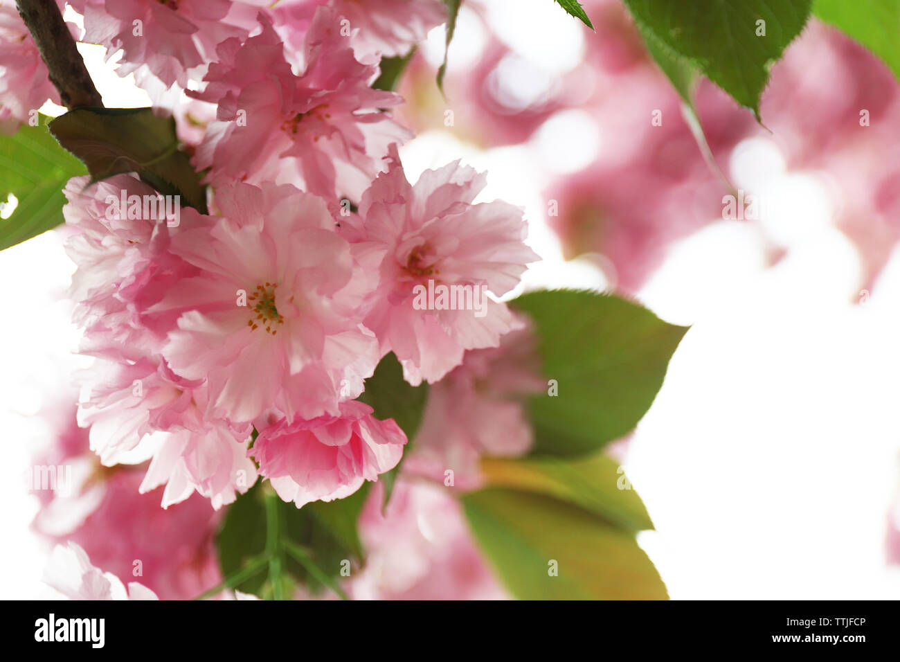 Sakura flowers on a spring day Stock Photo - Alamy