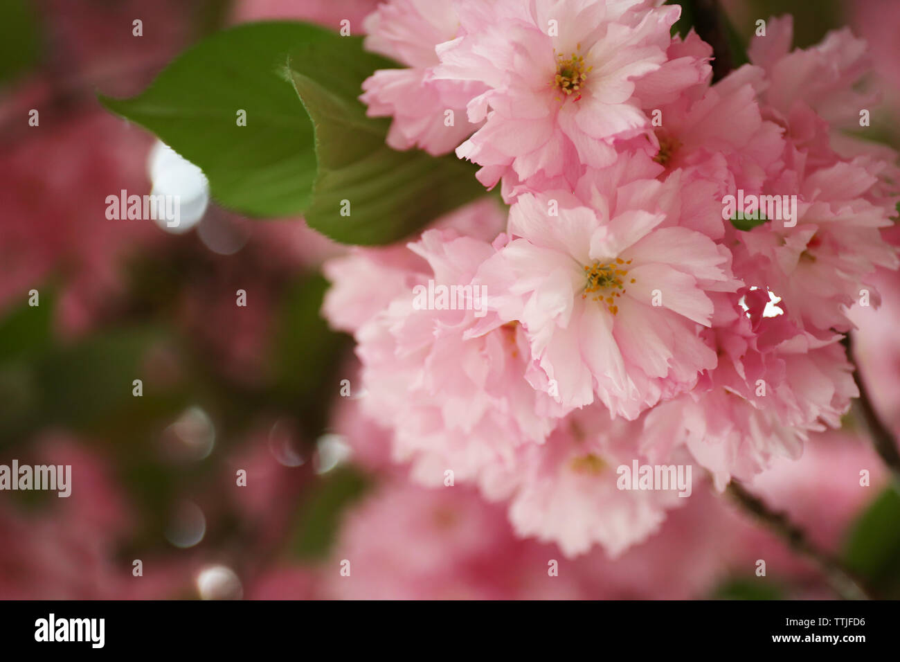 Sakura flowers on a spring day Stock Photo - Alamy