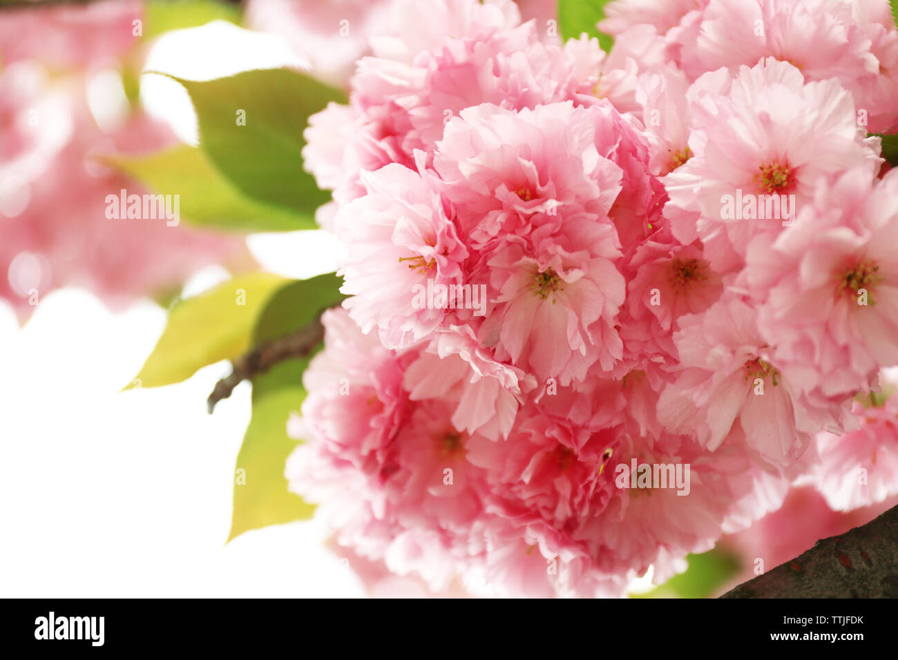 Sakura flowers on a spring day Stock Photo - Alamy
