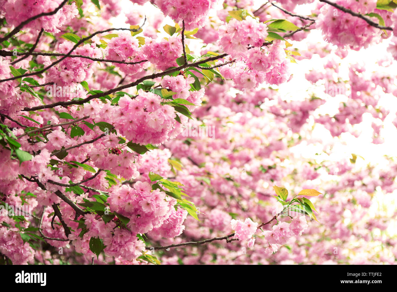 Sakura flowers on a spring day Stock Photo - Alamy