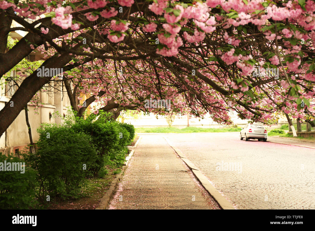 Blossoming pink sakura tree in the street Stock Photo - Alamy