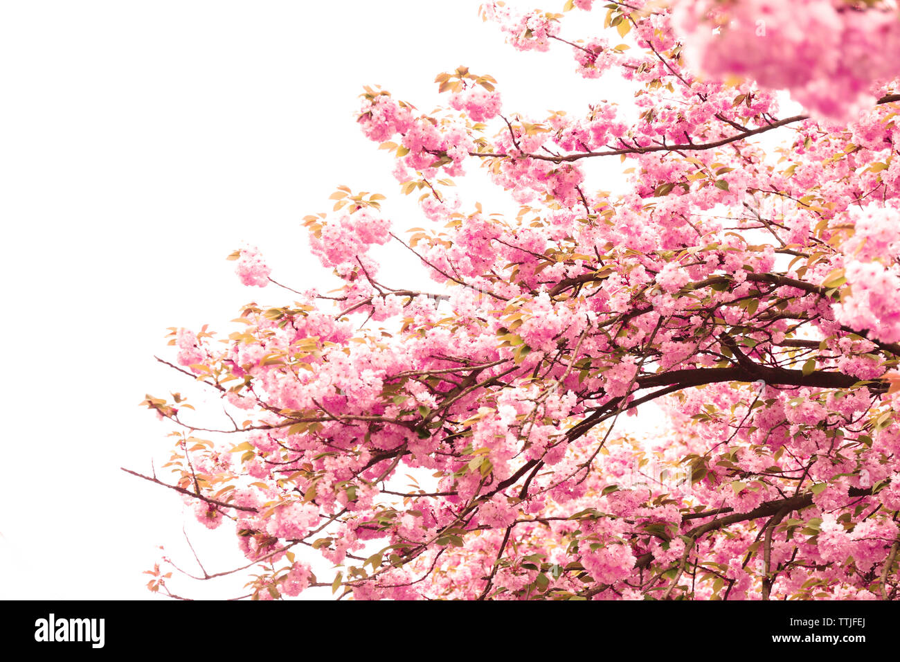 Sakura flowers on a spring day Stock Photo - Alamy