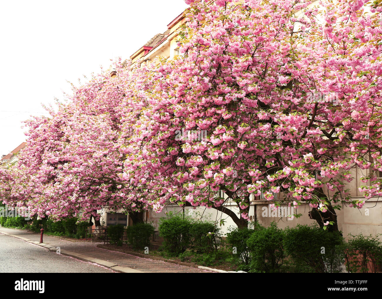 Blossoming pink sakura tree in the street Stock Photo - Alamy
